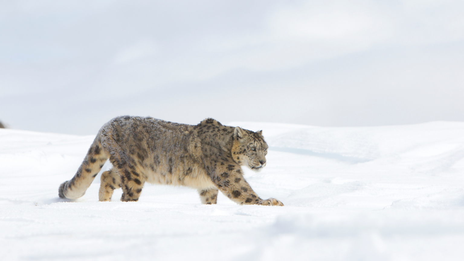 The 5 Big Cats of India - Enriching Journeys