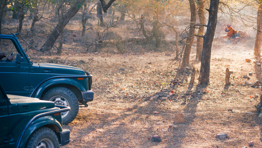 The 5 Big Cats of India - Enriching Journeys