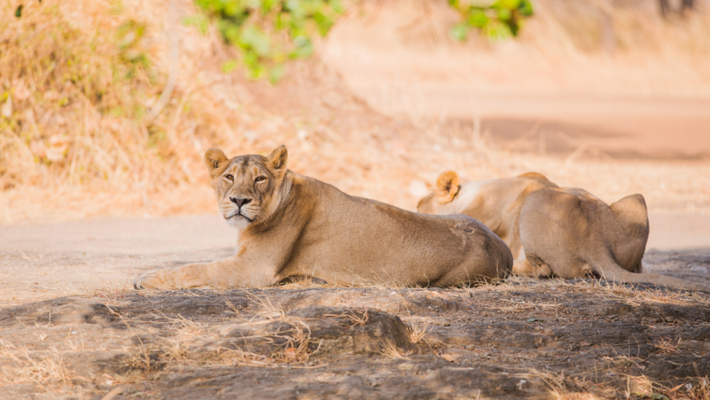 The 5 Big Cats of India - Enriching Journeys