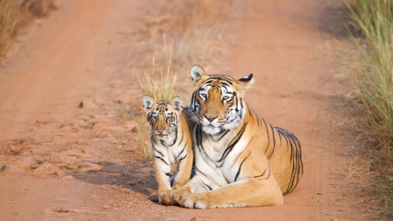 The 5 Big Cats of India - Enriching Journeys